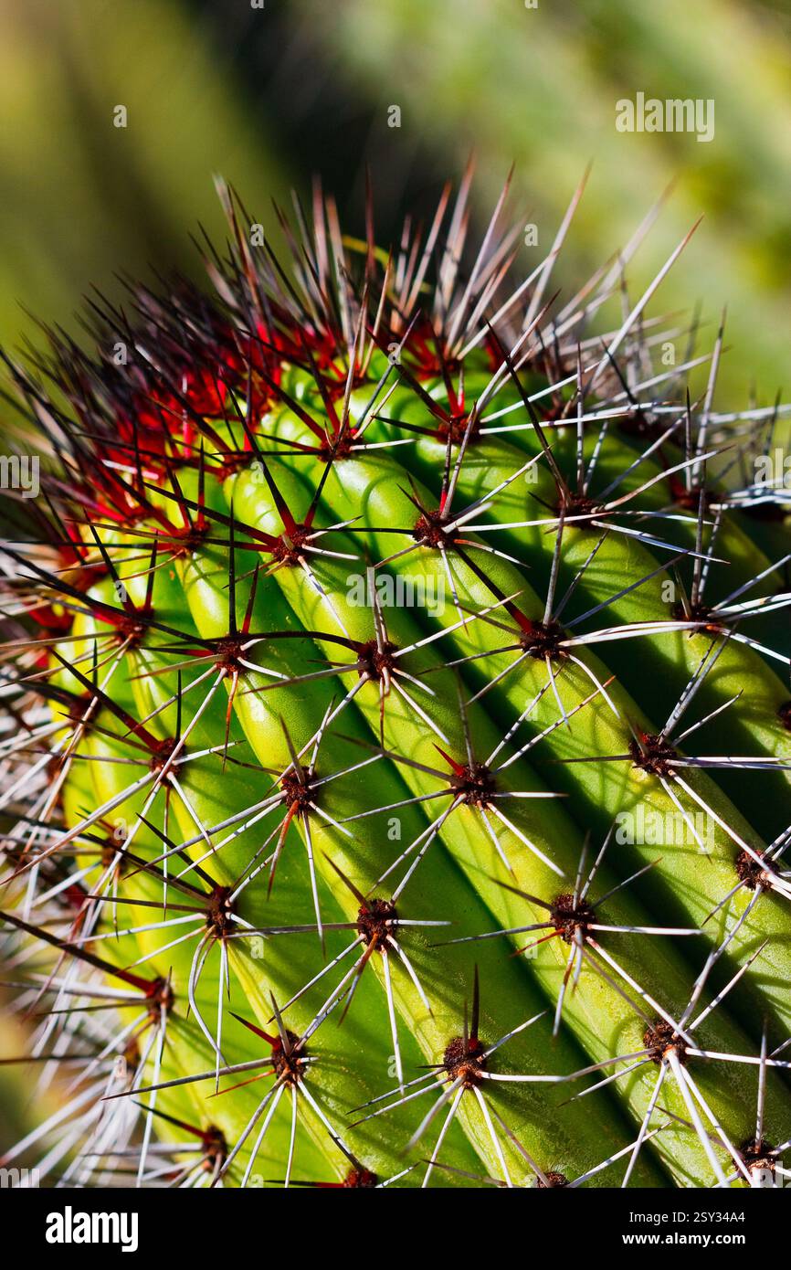 Cactus with many spines. The spines are green and red. The cactus is in ...
