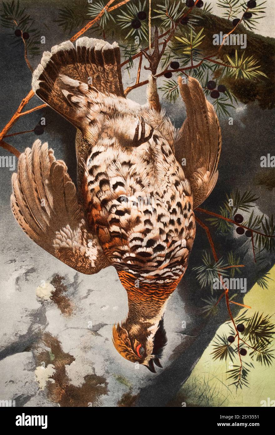 Haselhuhn als Jag throphae (Hazel Grouse as hunting trophy) colour ...