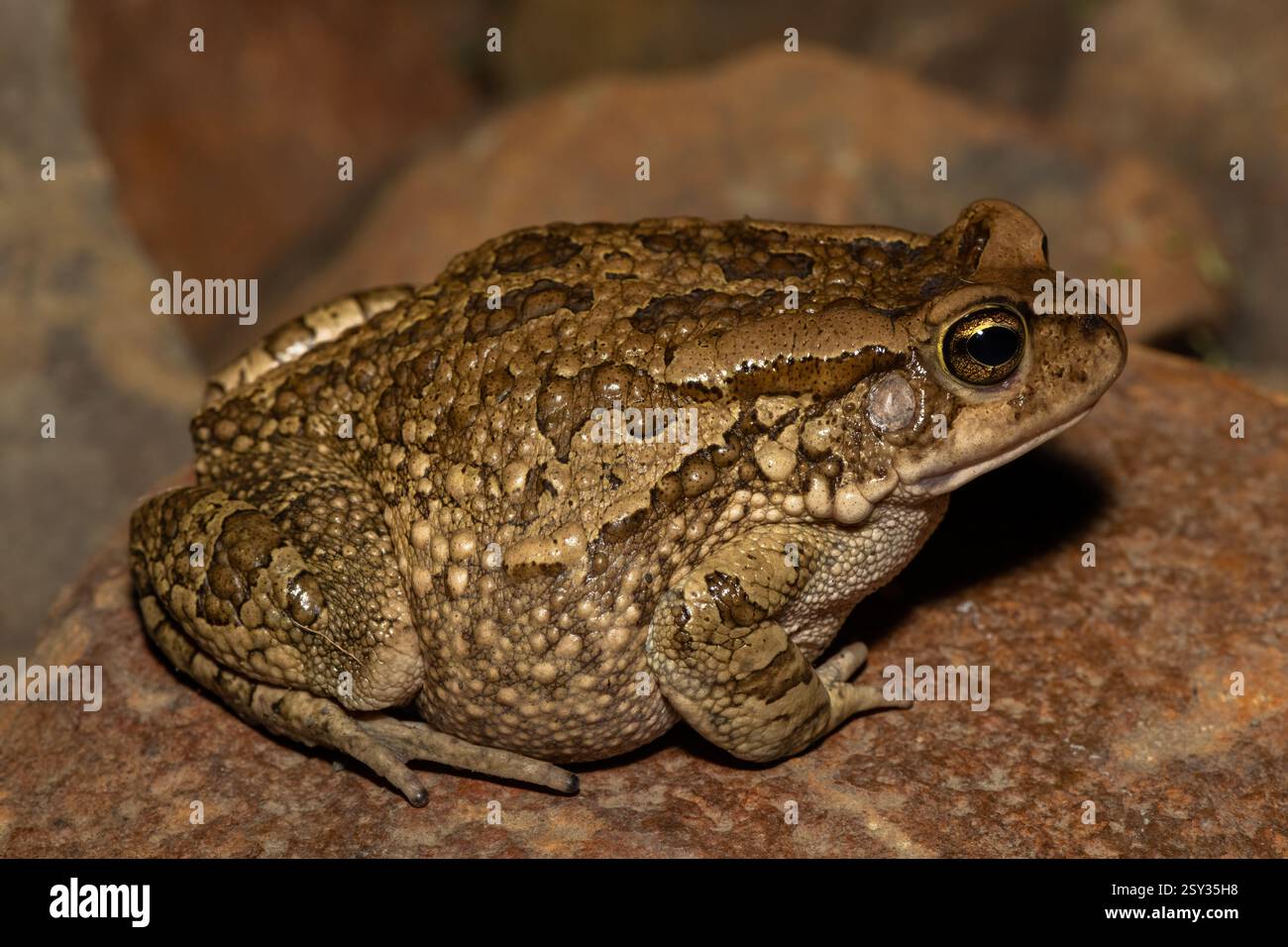 A large raucous toad (Sclerophrys capensis), also known as a Ranger’s ...