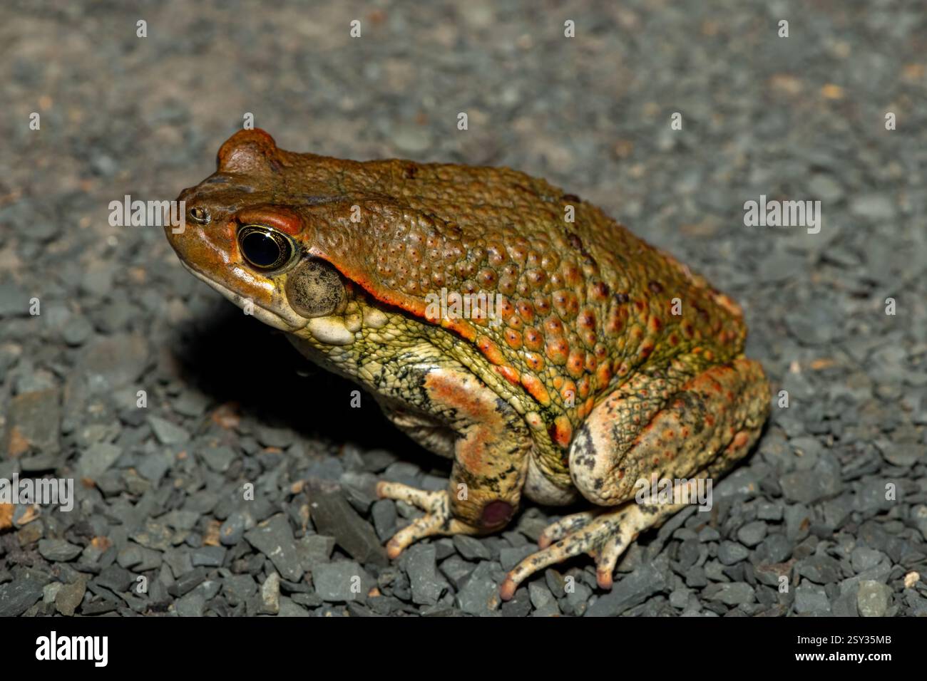 A cute African red toad, or African split-skin toad (Schismaderma ...