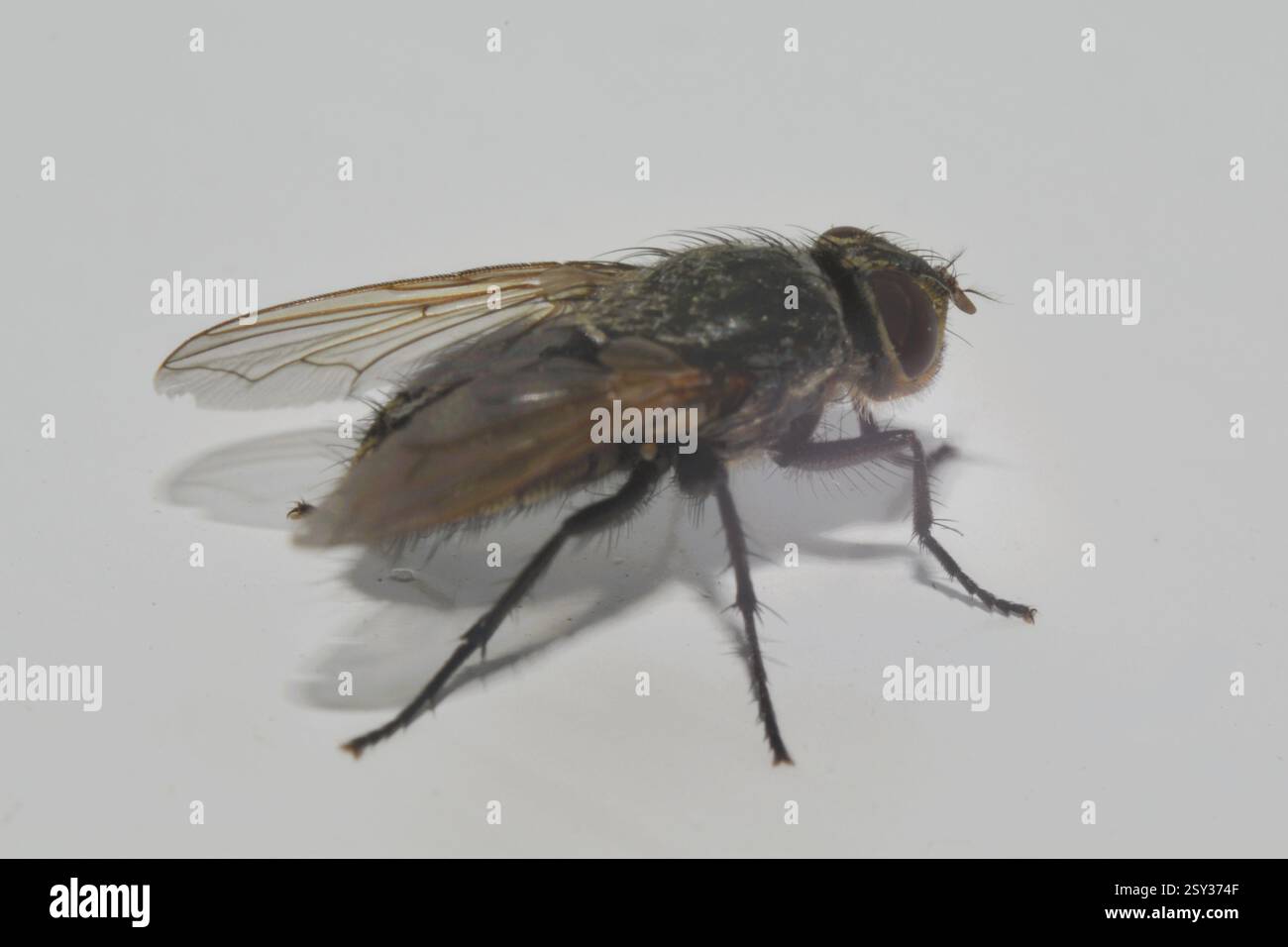 Closeup of a common housefly on a white background Stock Photo - Alamy
