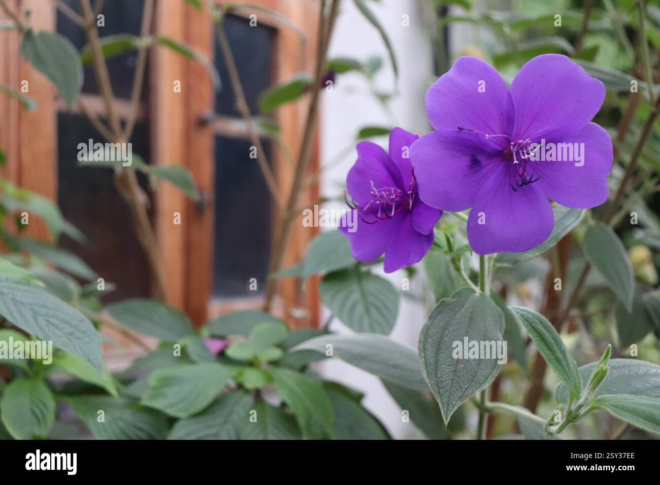 purple flowers inside Cambridge Botanic Gardens greenhouse Stock Photo ...