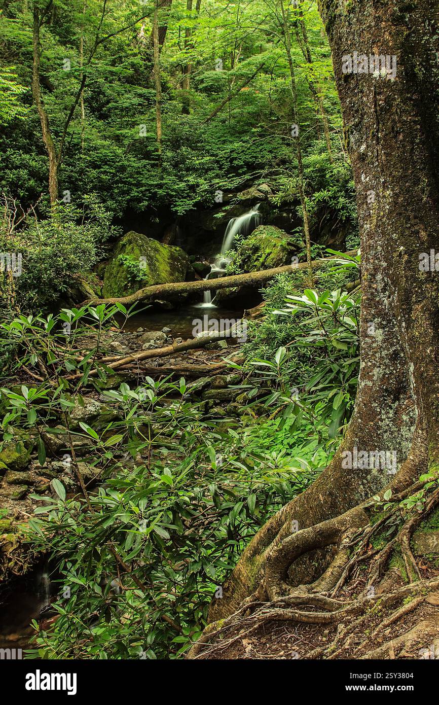 Tree with a large root system. The tree is surrounded by green foliage ...