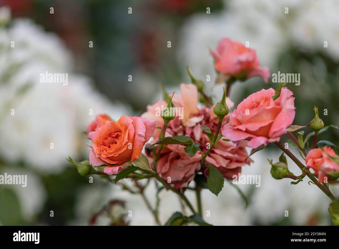 Apricot roses hi-res stock photography and images - Alamy