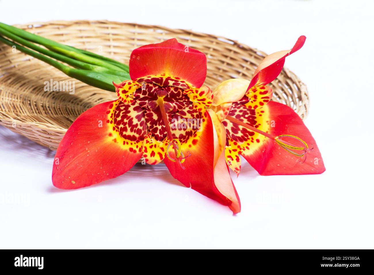 Mexican tiger flower hi-res stock photography and images - Alamy