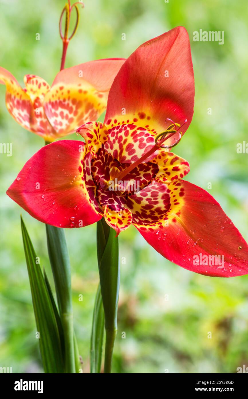 Mexican tiger flower (Tigridia Pavonia 'Speciosa) on a natural ...
