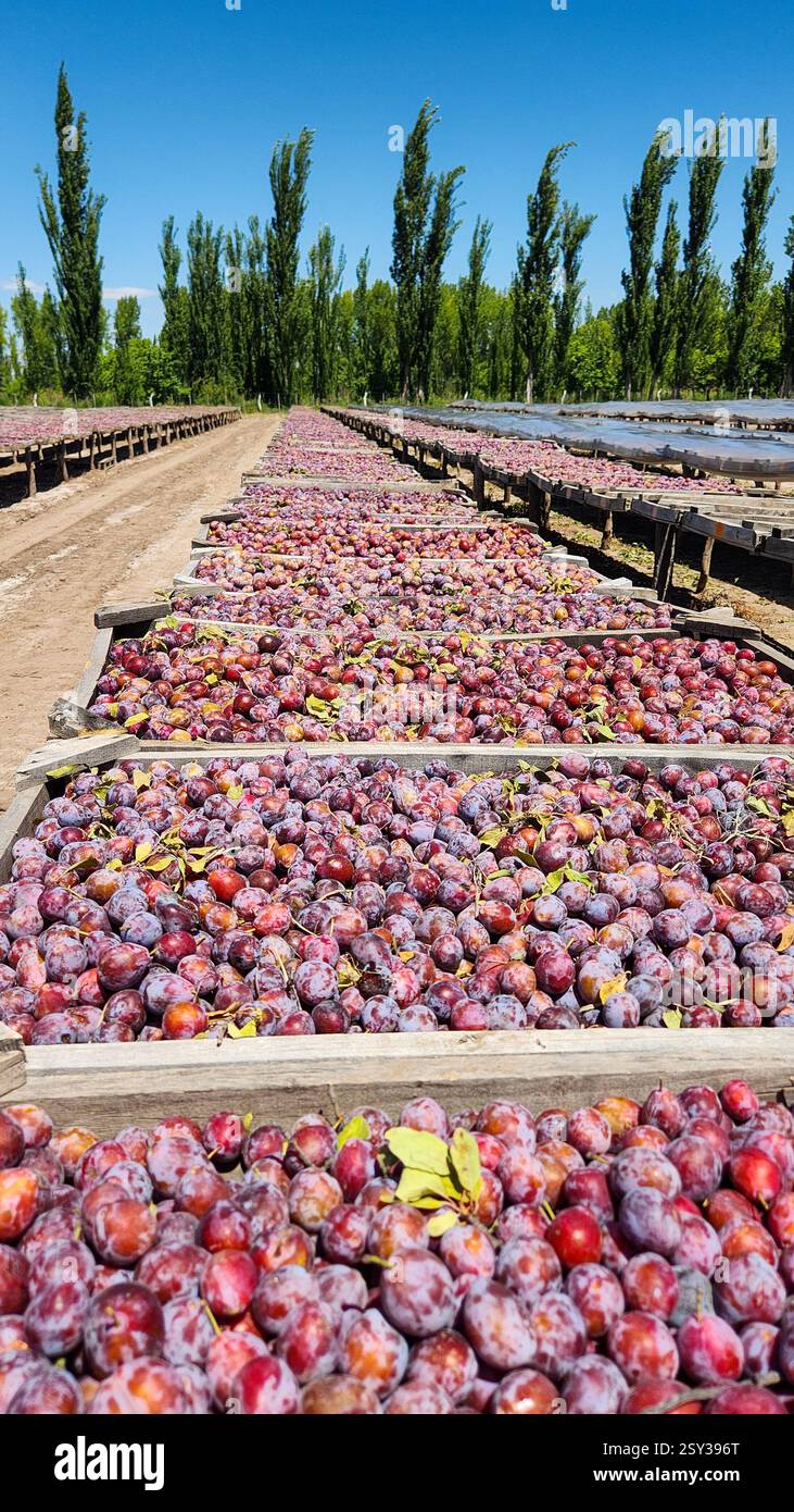 Trays of plums hi-res stock photography and images - Alamy