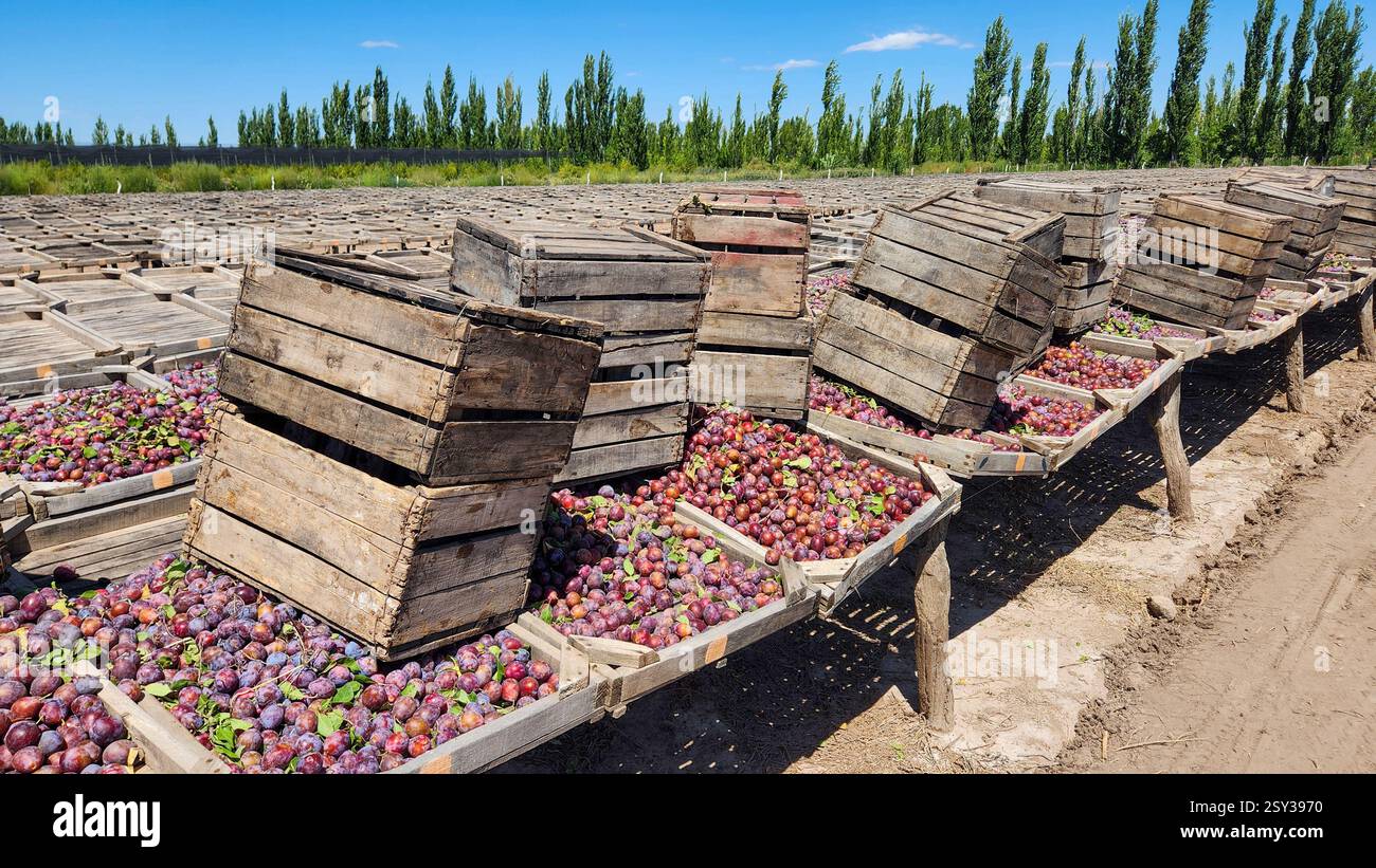 Plums on trays drying in the sun. Prunes Stock Photo - Alamy