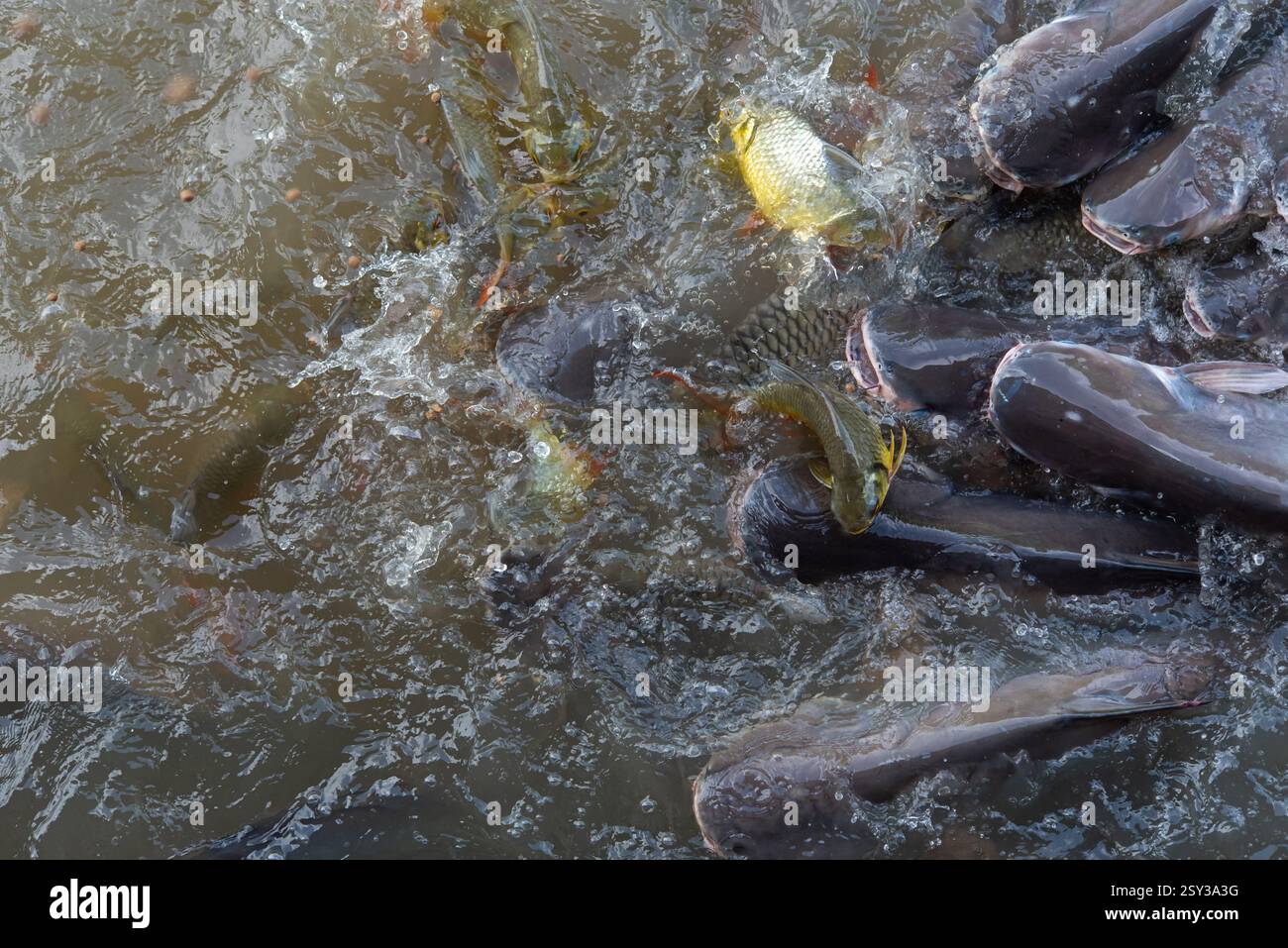 Crowd of many freshwater fish hungry such as catfish, snakehead fish ...