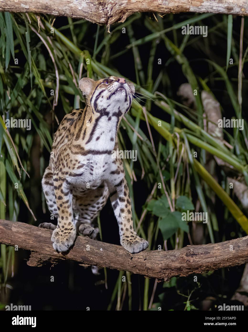 An Ocelot, Felis pardalis, stands on a branch in the northern Pantanal ...