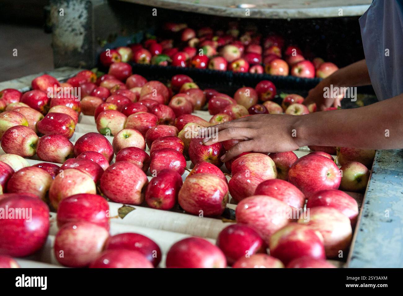 Worker's hands sorting apples on a conveyor belt at a processing and distribution facility in ...