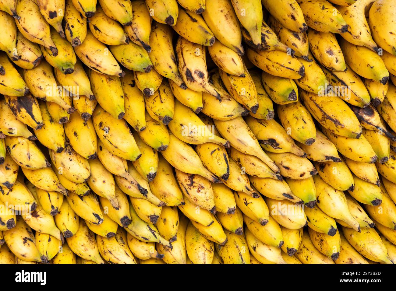 Ripe bananas at the Colombian farmers market - Musa x paradisiaca Stock ...