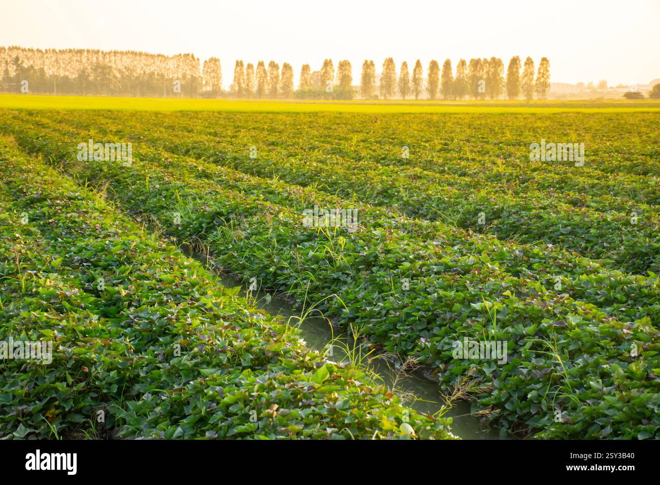 Nature of sweet potatoes plantation or yam farming on rural land green ...