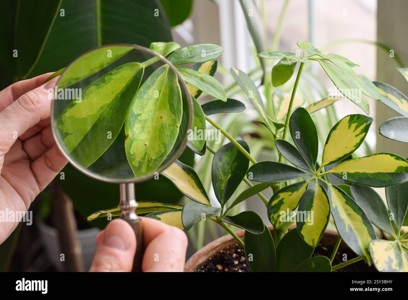 Closeup person using magnifying glass to examine leaves of schefflera ...