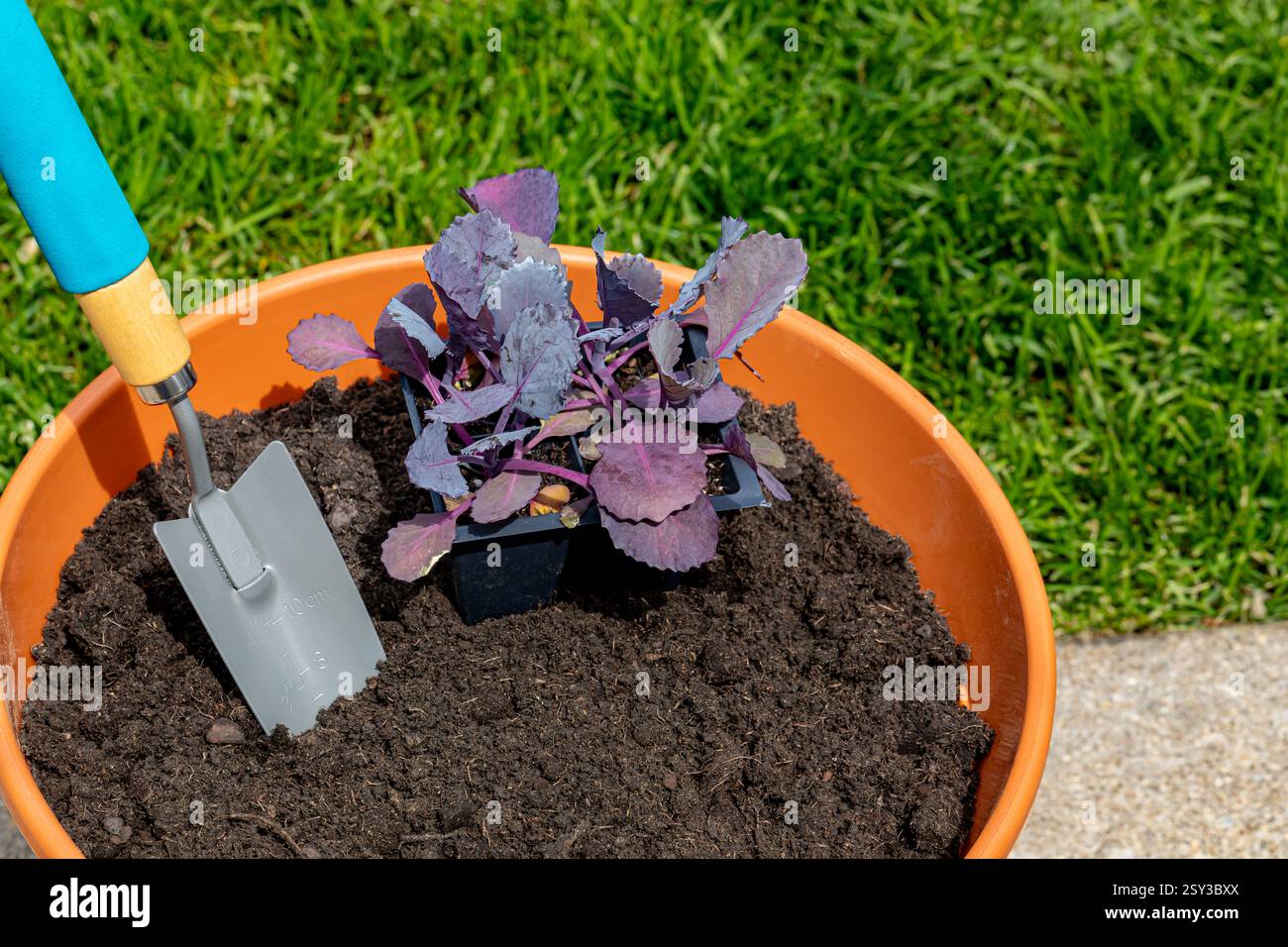 Planting red cabbage plant in flowerpot. Container garden, gardening ...