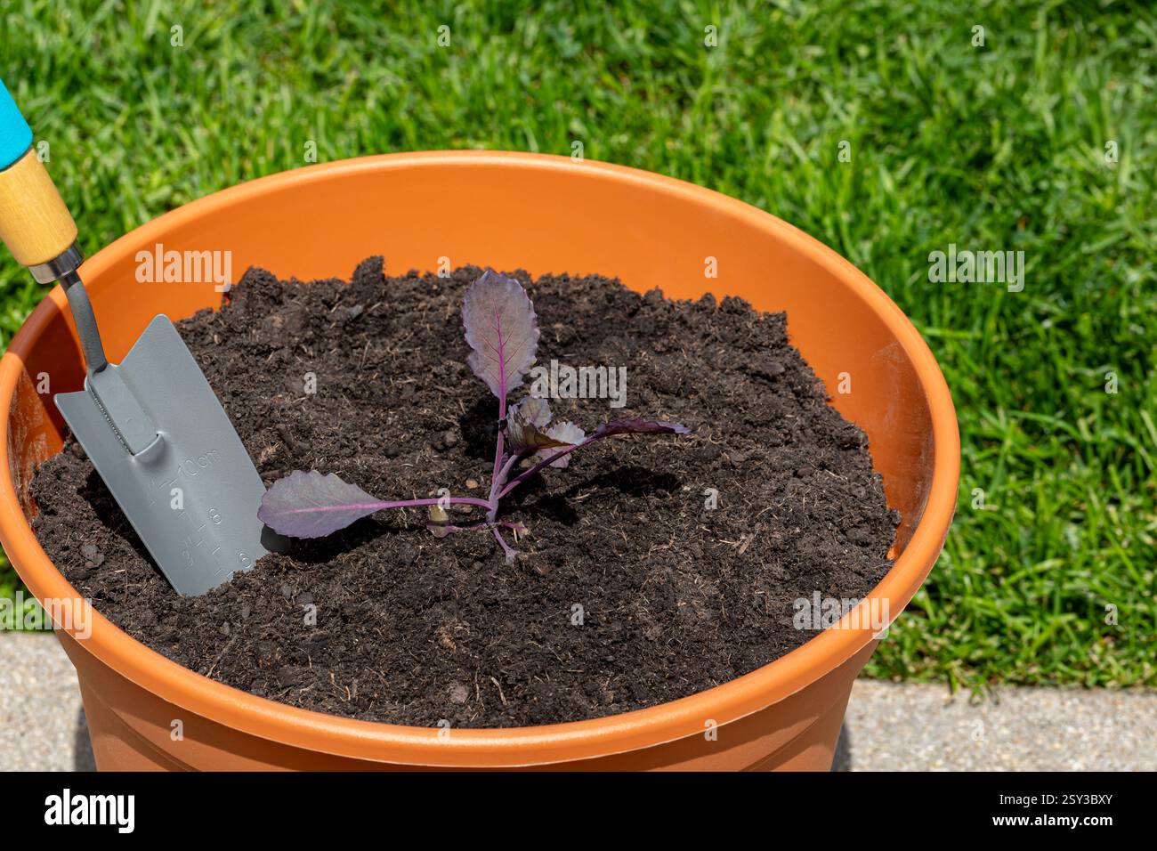 Planting red cabbage plant in flowerpot. Container garden, gardening ...
