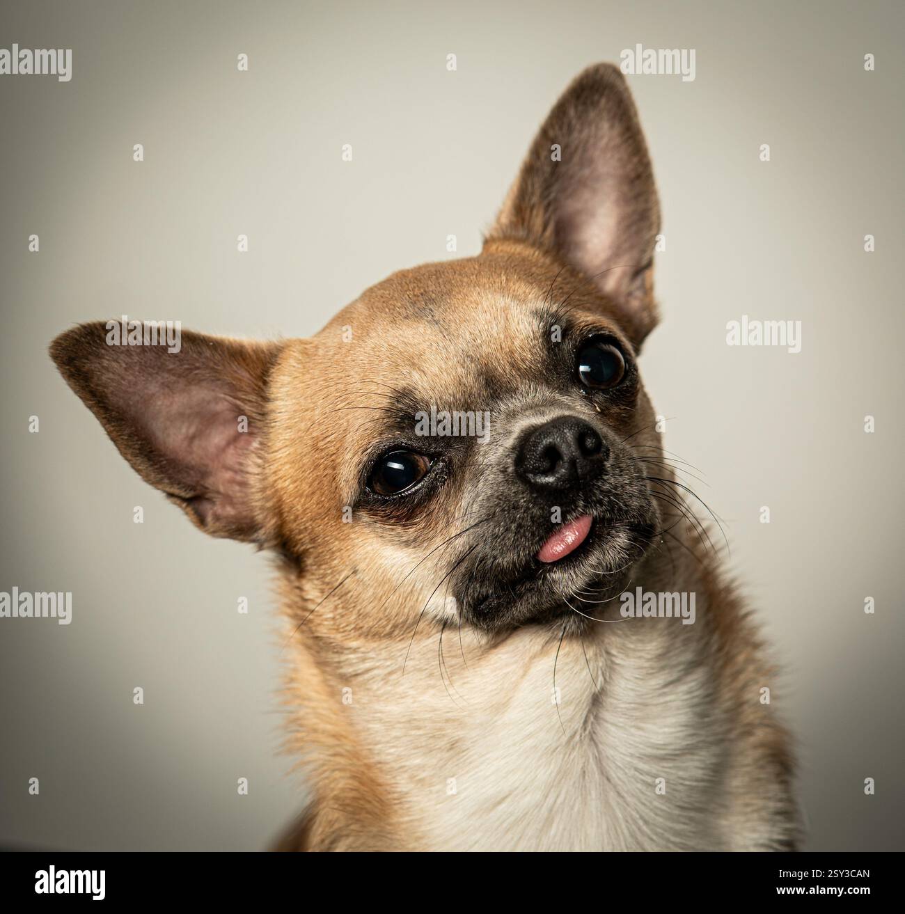 Adorable small dog captured indoors against a clean white background ...