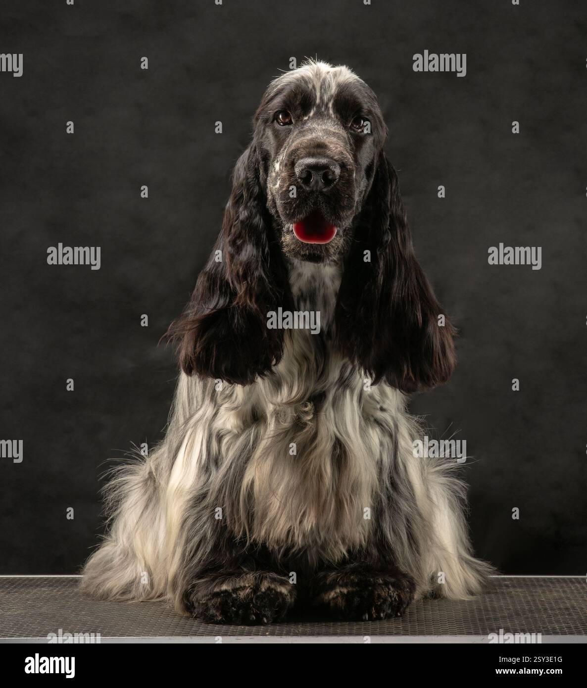 Champion Cocker Spaniel posing gracefully indoors, showcasing its noble ...