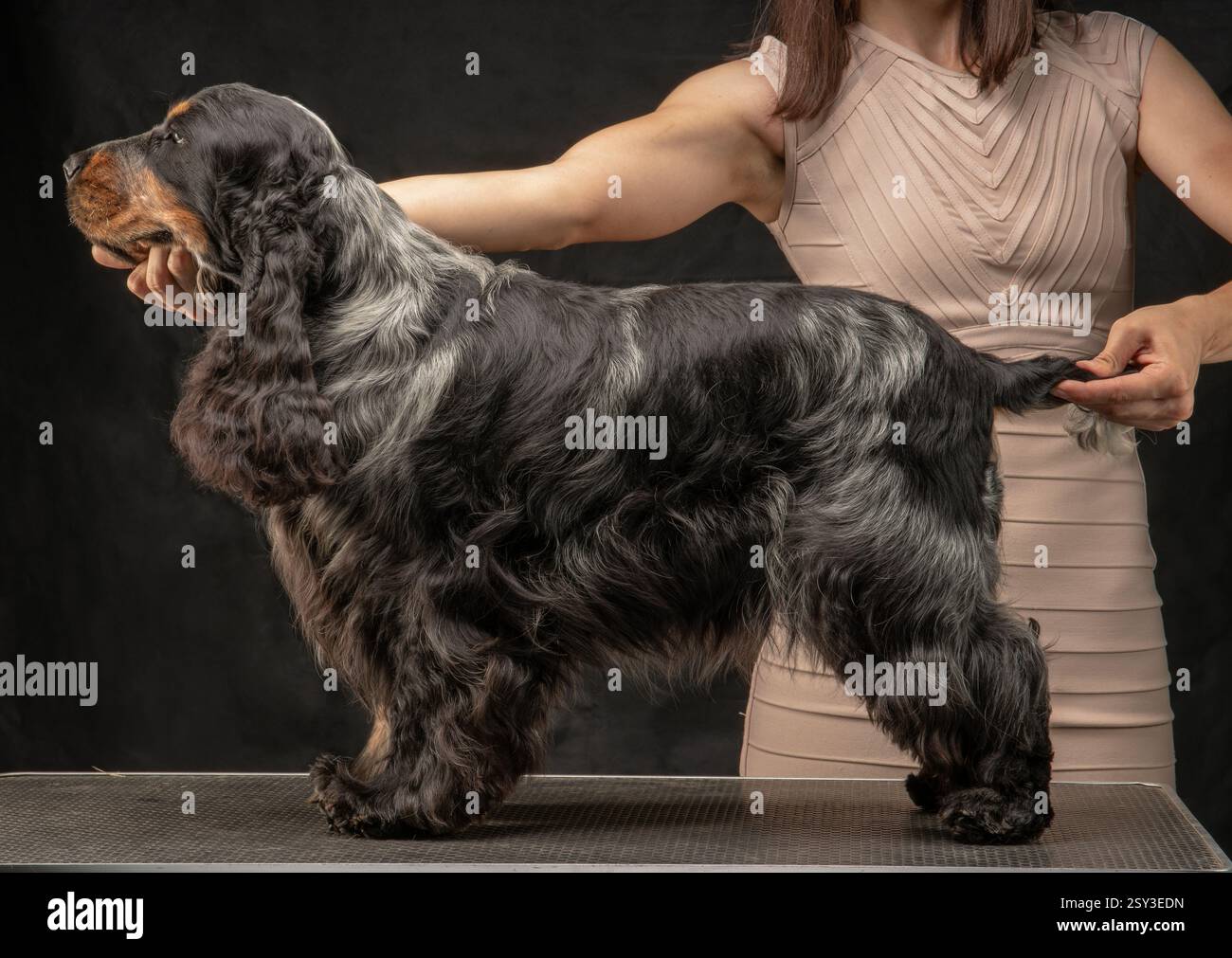 Champion Cocker Spaniel posing gracefully indoors, showcasing its noble ...