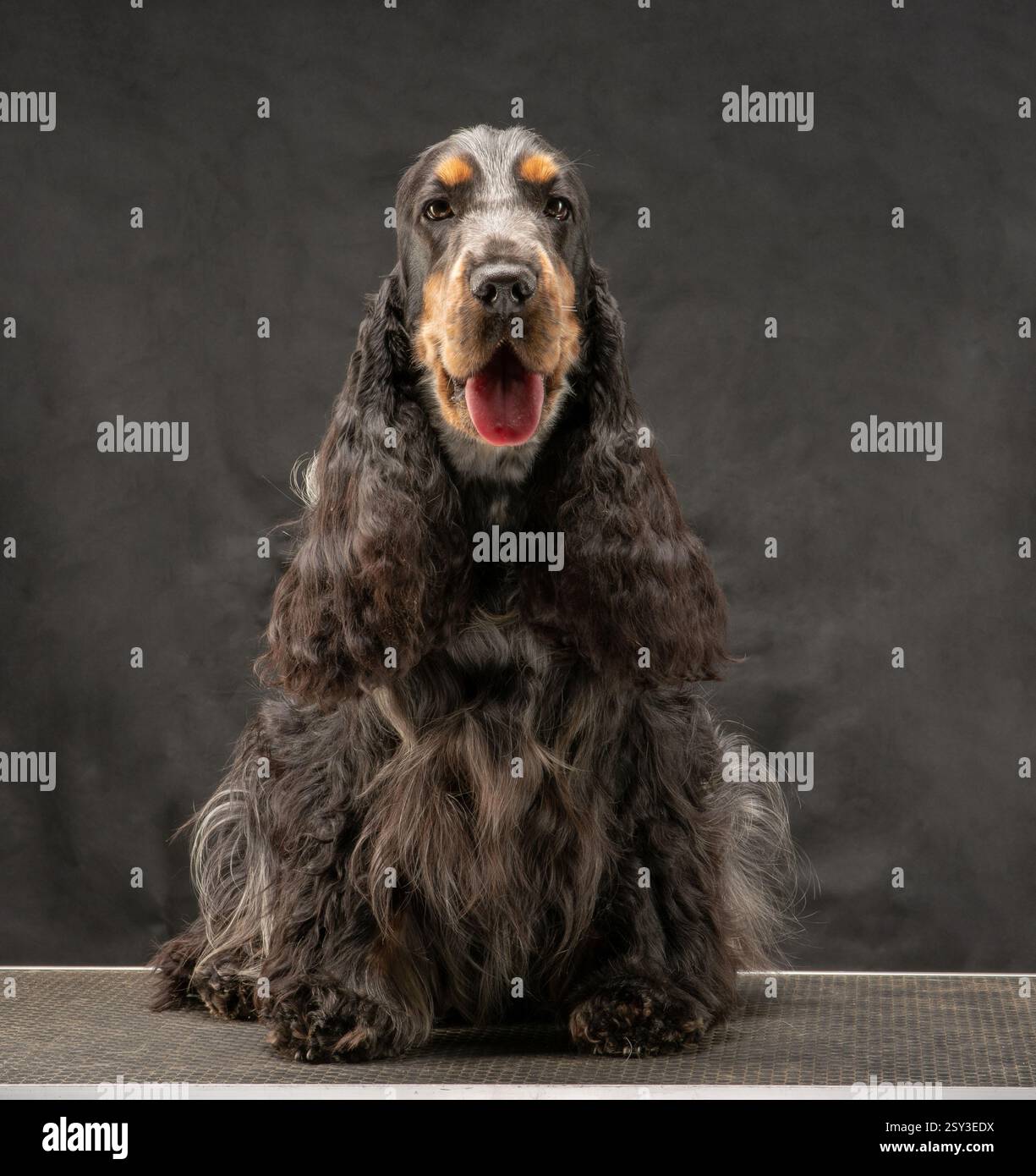 Champion Cocker Spaniel posing gracefully indoors, showcasing its noble ...