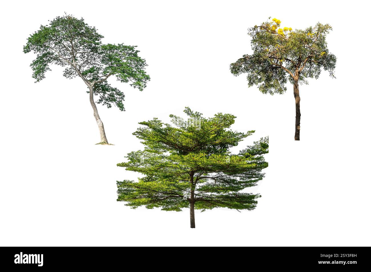 Collection of tree green color isolated on white background Stock Photo ...