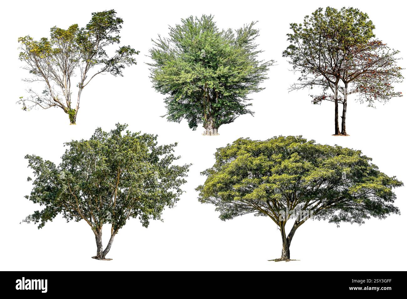 Collection of tree green color isolated on white background Stock Photo ...