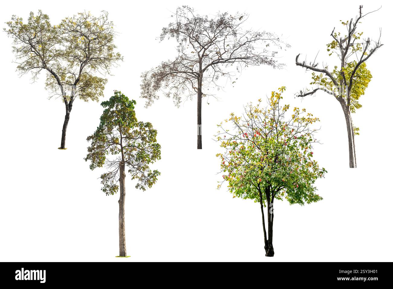 Collection of tree green color isolated on white background Stock Photo ...