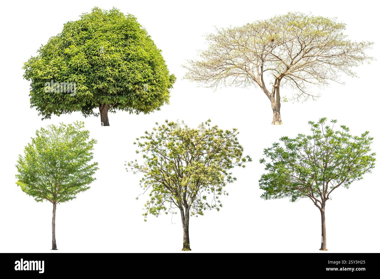 Set background form green Cut Out Stock Images & Pictures - Alamy