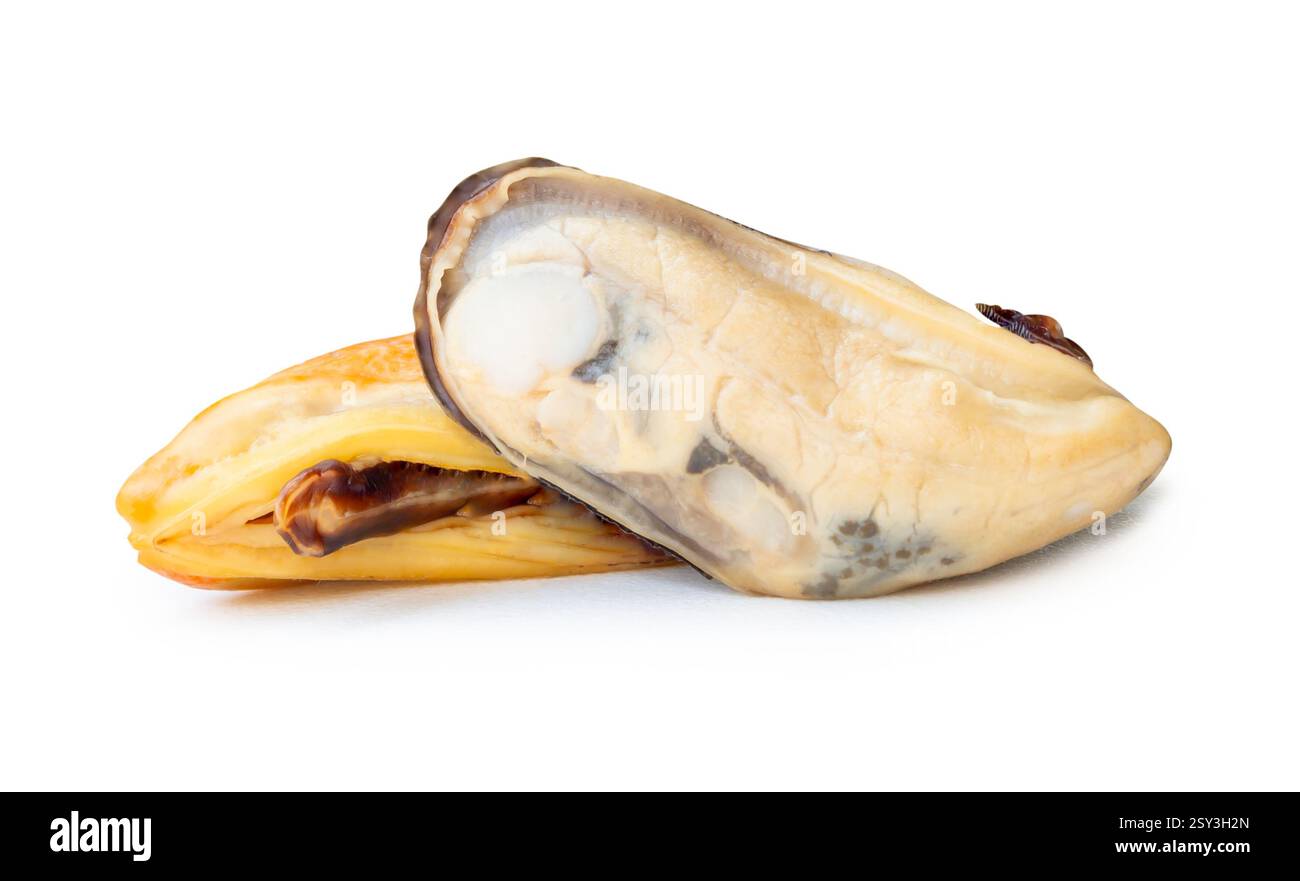 Side view of two cooked green mussels meat is isolated on white ...