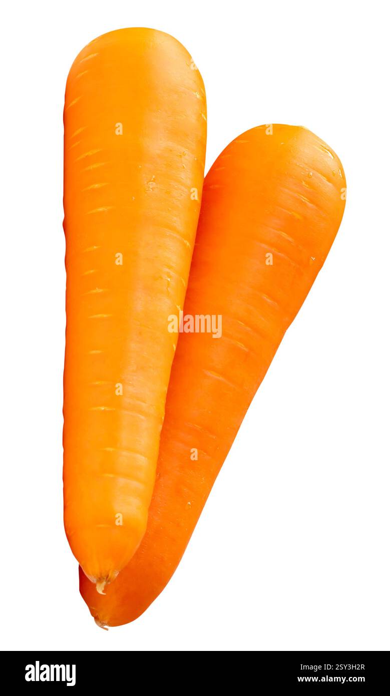 Side view of two fresh orange carrot roots in stack is isolated on ...