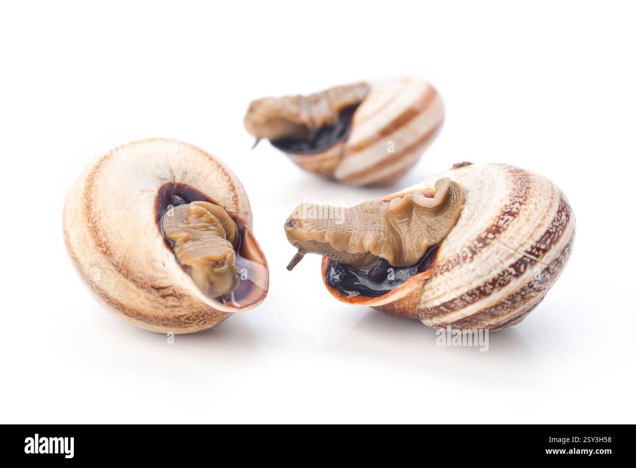 Harvesting shells Cut Out Stock Images & Pictures - Alamy