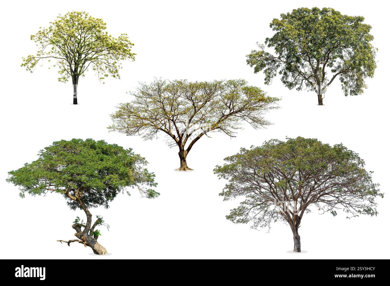 Collection of tree green color isolated on white background Stock Photo ...