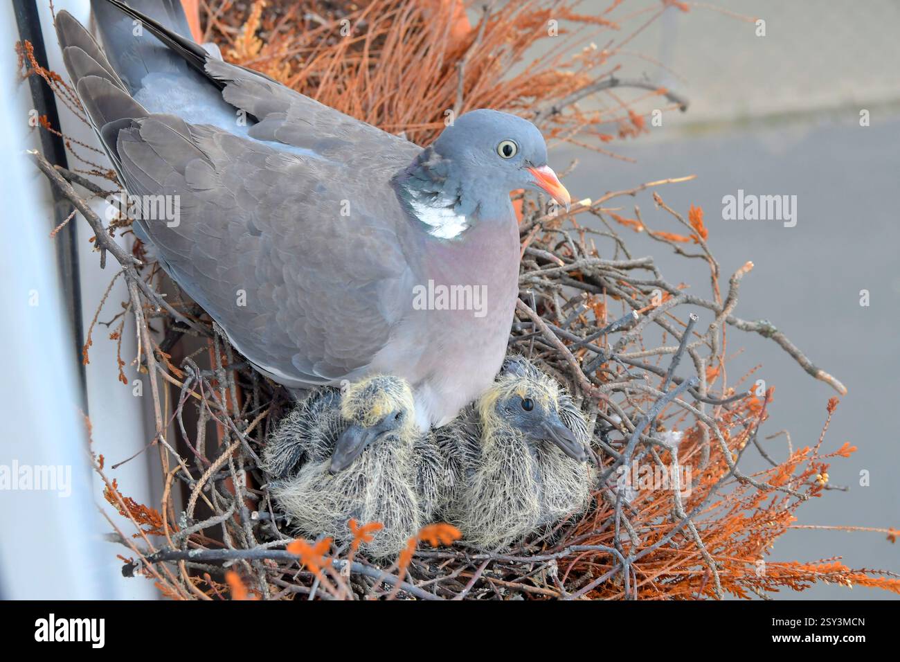 The dove warms the young pigeons. Doves and squabs. A pair of pigeons ...