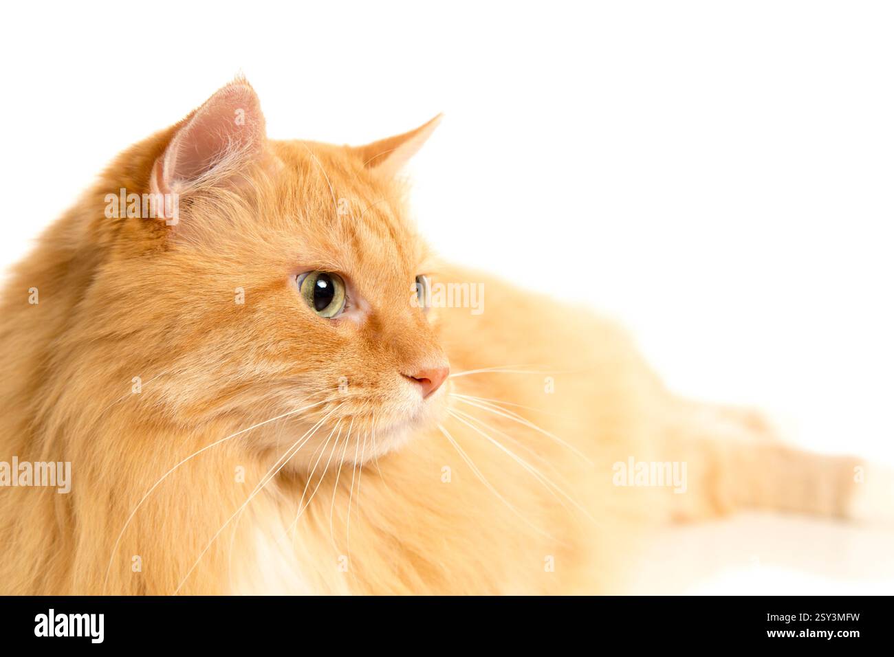 Cat with green eyes is laying on a white background. The cat has a long ...