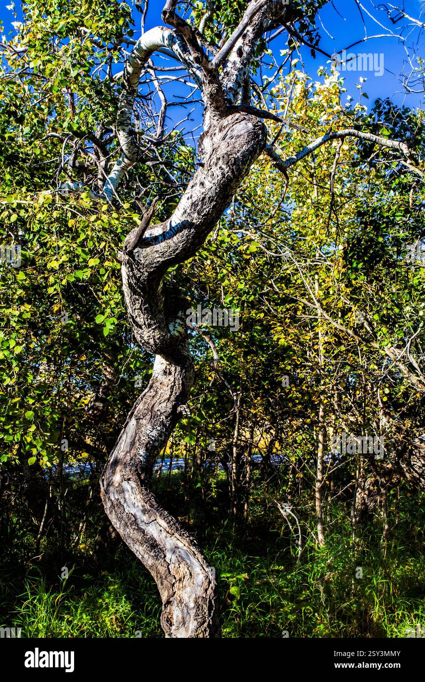 Tree with a long trunk and green leaves. The trunk is twisted and has a ...