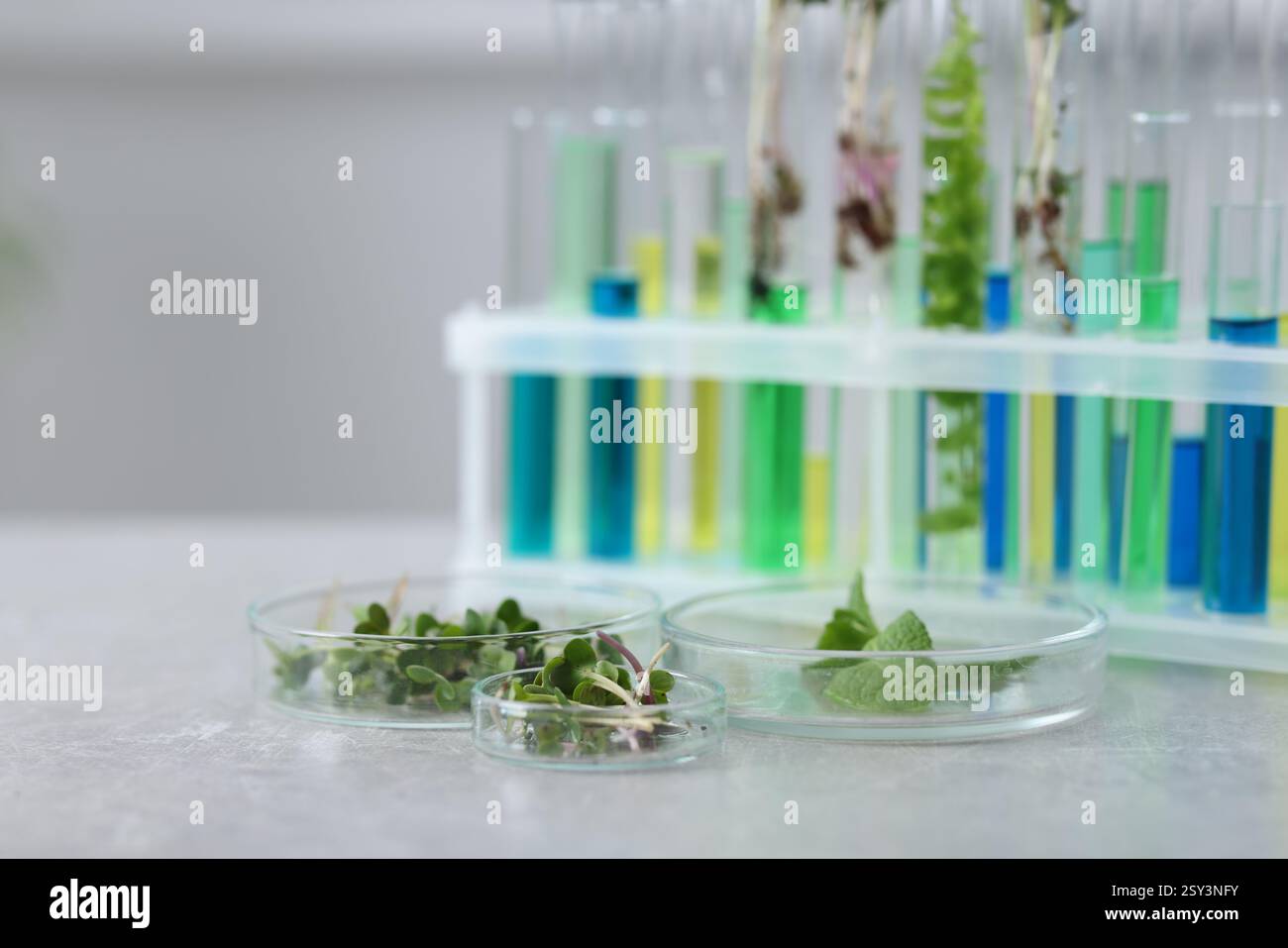Biochemistry. Glassware with different plants and liquids on light grey ...