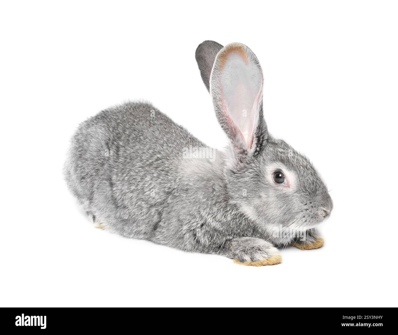 Fluffy grey rabbit on white background. Cute pet Stock Photo - Alamy