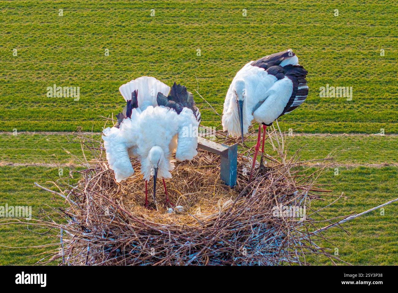 SUQIAN, CHINA - FEBRUARY 26, 2025 - A pair of Oriental white storks, a ...