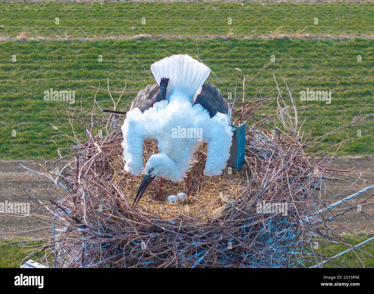 SUQIAN, CHINA - FEBRUARY 26, 2025 - A pair of Oriental white storks, a ...