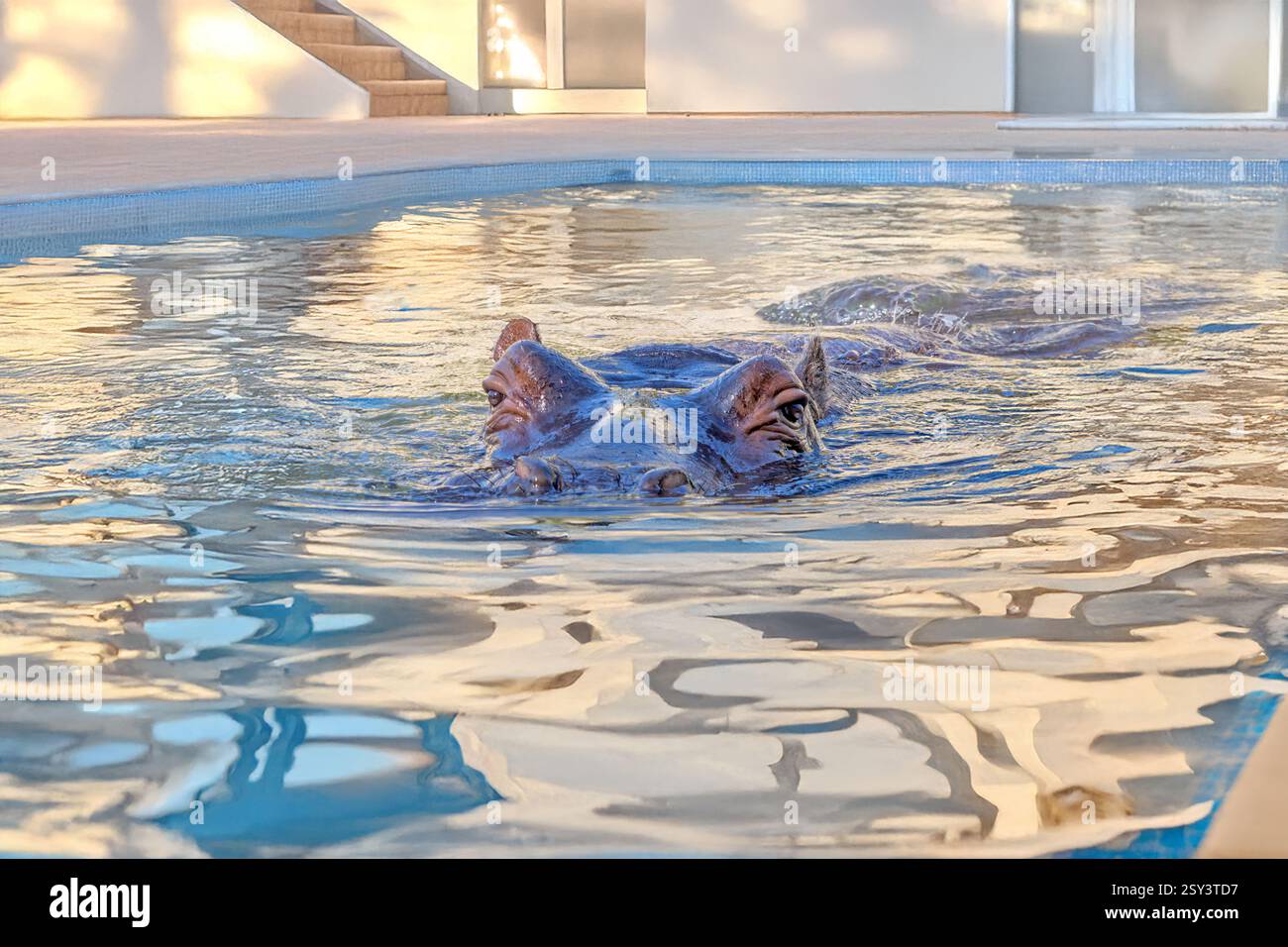 Hippo swims in a swimming pool Stock Photo - Alamy