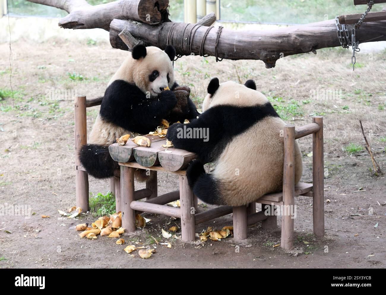 Chongqing,China.25th February 2025. Giant pandas sit around a table to ...