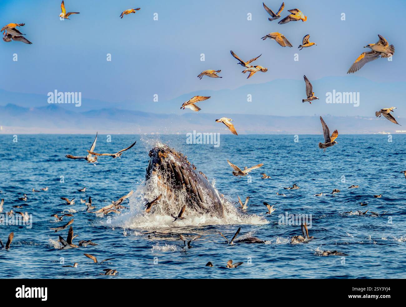 Whale comes out of the water, gulping fish while surrounding birds fly ...