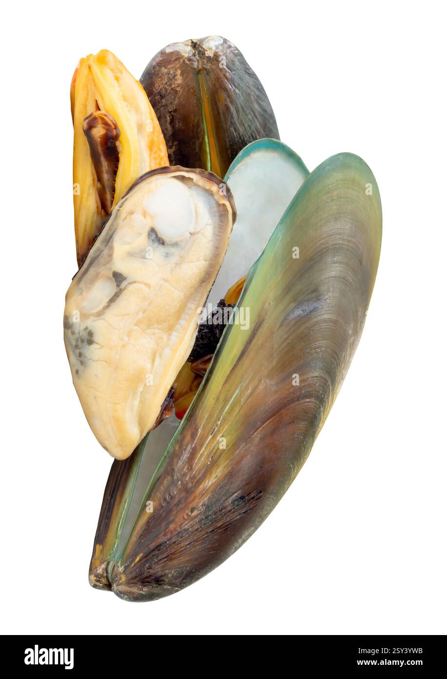 Four cooked or steamed green mussels with green mussels meat in stack ...