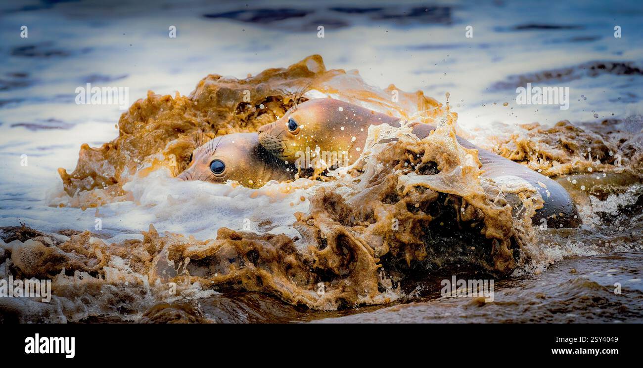 Two seals bond together as a millisecond of ocean water wraps them ...