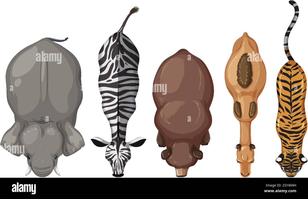 Top-down illustration of five different wild animals Stock Vector Image ...