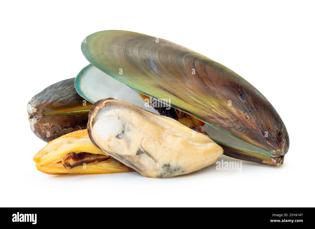 Four cooked or steamed green mussels with green mussels meat in stack ...