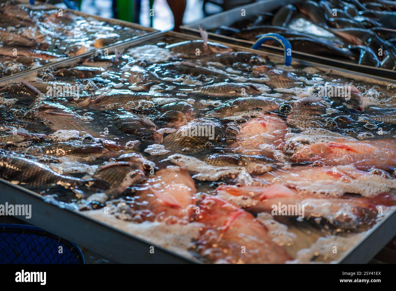 Whole fresh raw sea fishes variety premium grade for sale at seafood ...