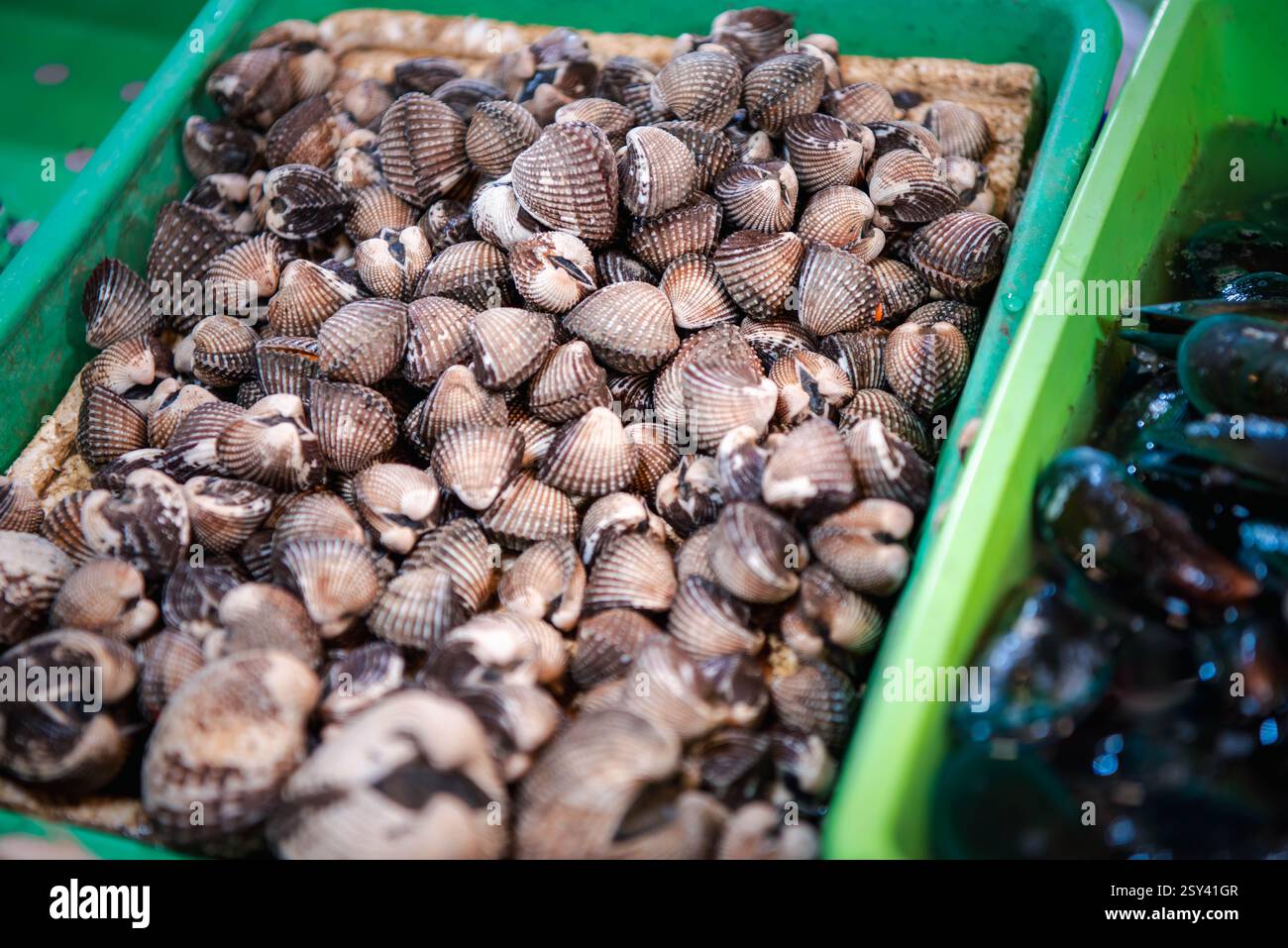 Fresh raw sea cockles clams display for sale at seafood market or Thai ...