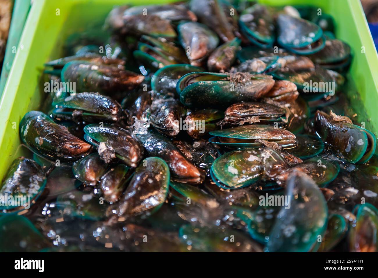 Fresh raw sea mussels clams display for sale at seafood market or Thai ...