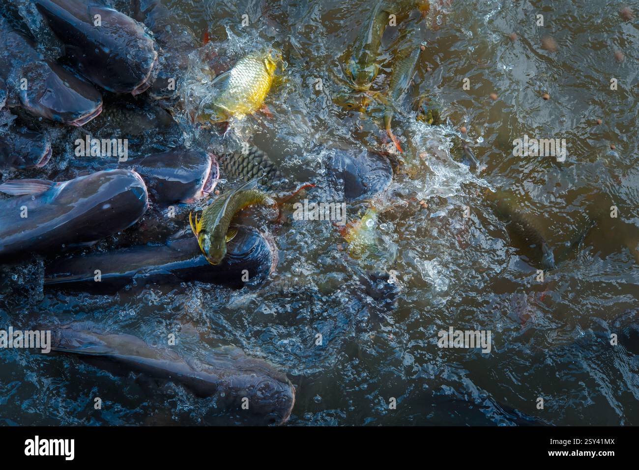 Crowd of many freshwater fish hungry such as catfish, snakehead fish ...